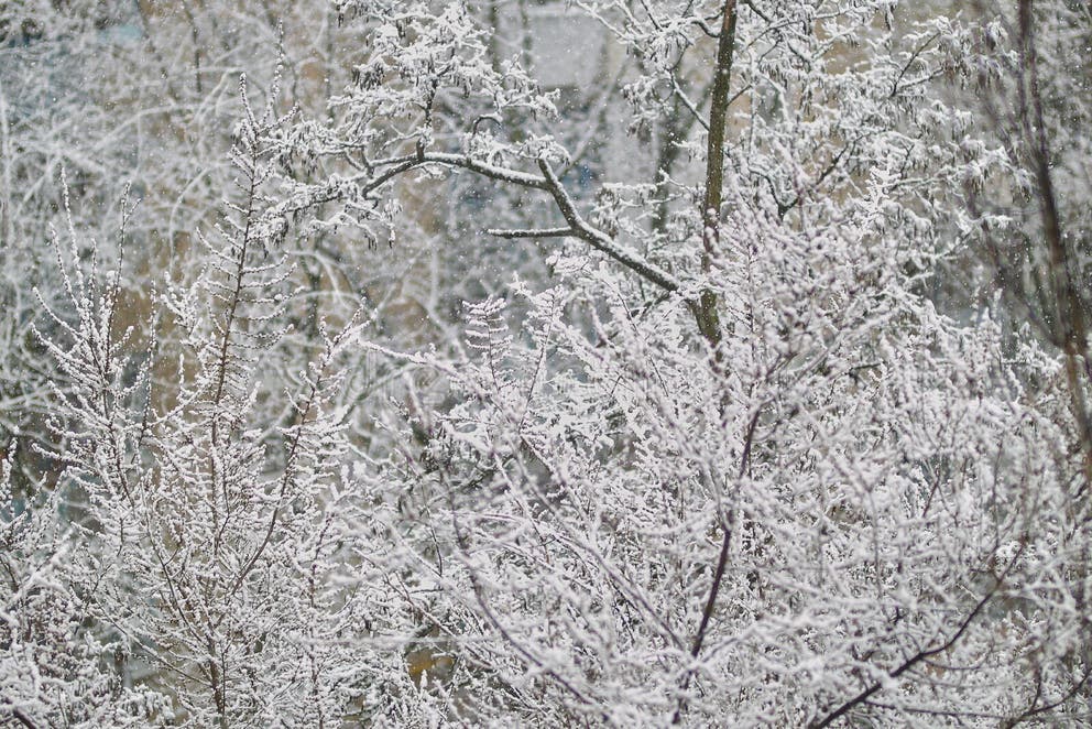 Snowy Trees. Snow on the Trees. Snow in Spring. Stock Image - Image of ...