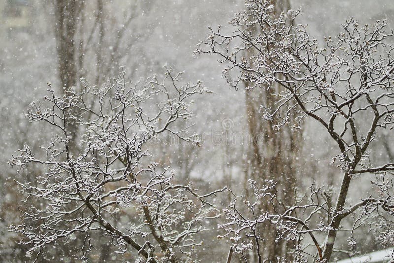 Snowy Trees. Snow on the Trees. Snow in Spring. Stock Photo - Image of ...