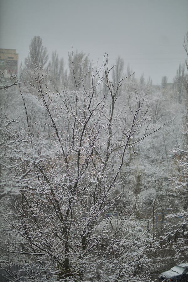 Snowy Trees. Snow on the Trees. Snow in Spring. Stock Image - Image of ...