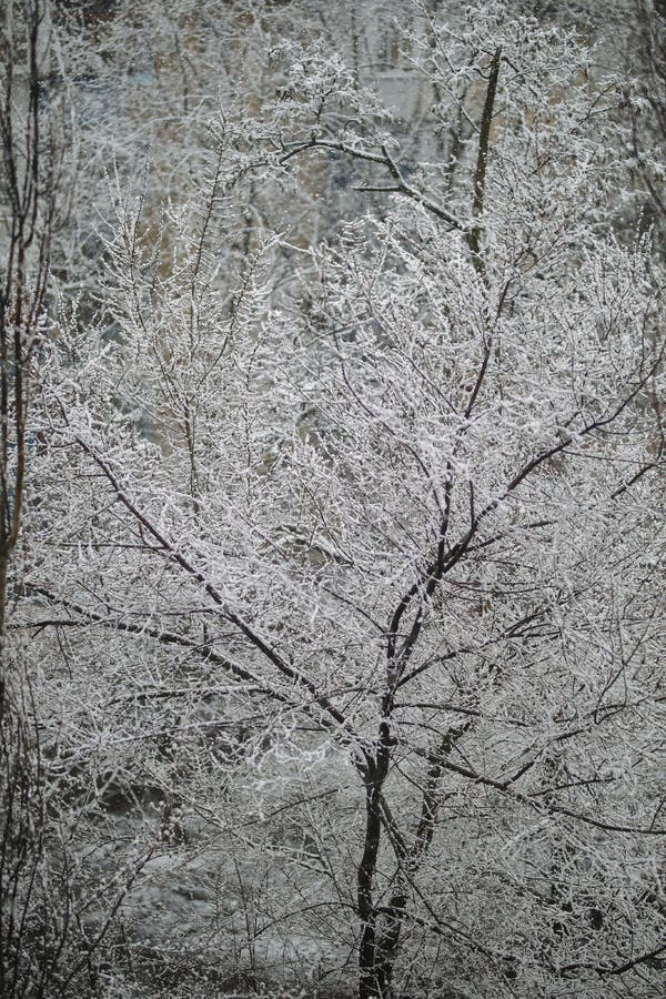 Snowy Trees. Snow on the Trees. Snow in Spring. Stock Image - Image of ...