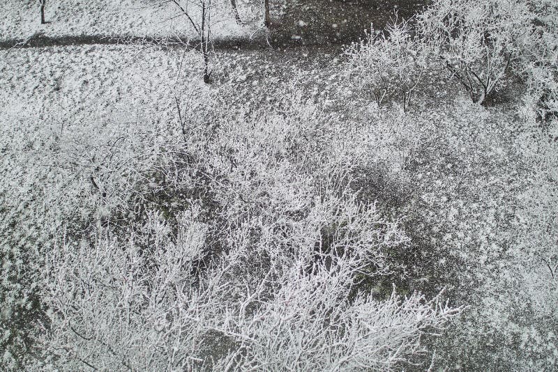 Snowy Trees. Snow on the Trees. Snow in Spring. Stock Image - Image of ...