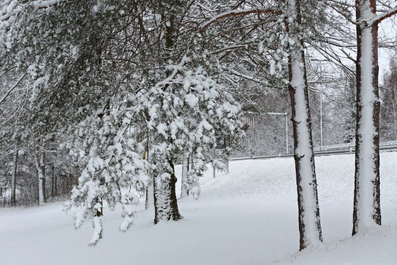 Snowy Trees after Snowfall by a Road Stock Photo - Image of frozen ...