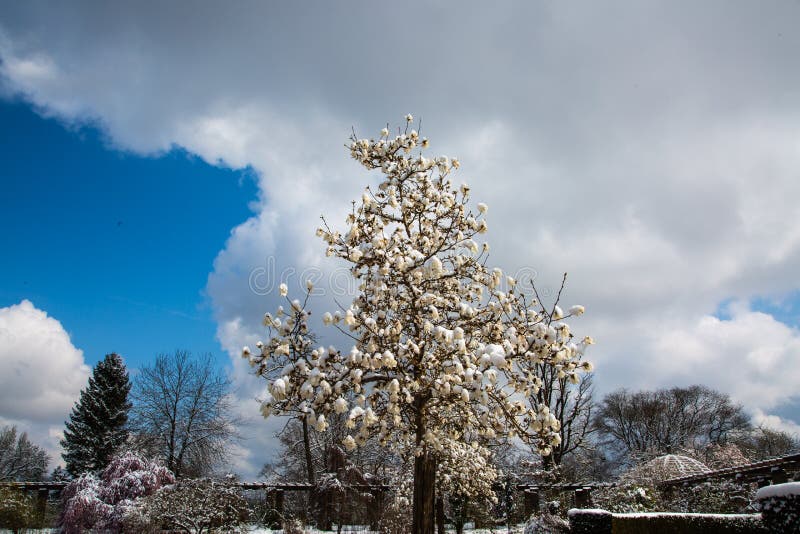 Snowy Trees in Spring, April Weather Stock Image - Image of landscape ...