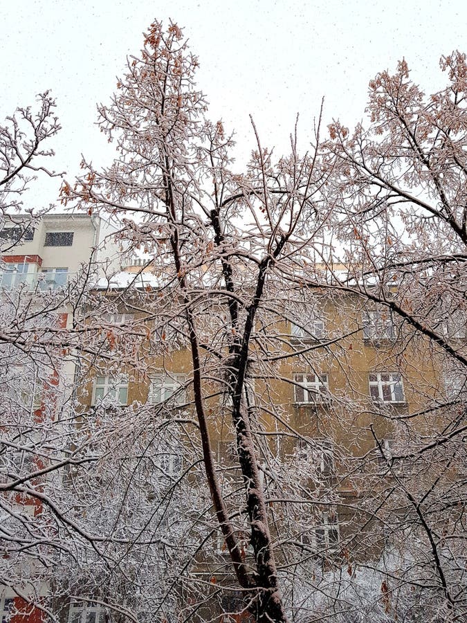 Snowy trees in town stock image. Image of town, north - 138378653