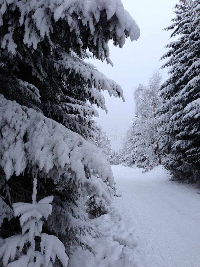 Snowy trees stock photo. Image of branch, frost, snow - 65043602
