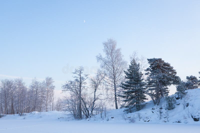 Snowy Trees Landscape at Winter Evening Stock Photo - Image of season ...