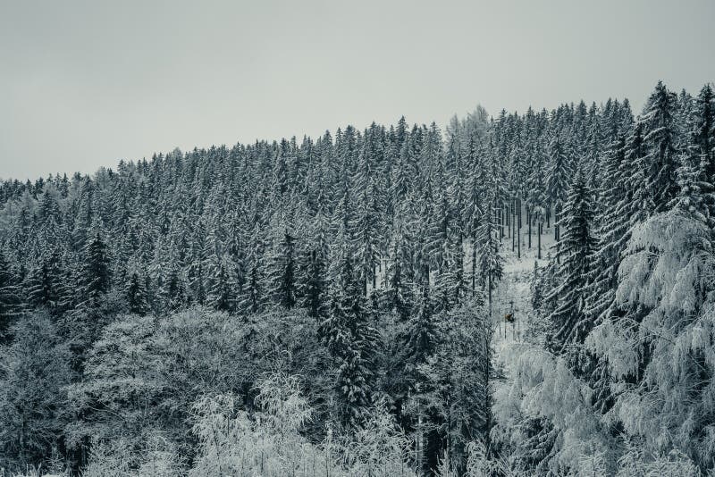 Snowy Trees in the Winter Forest Stock Photo - Image of nature, colour ...