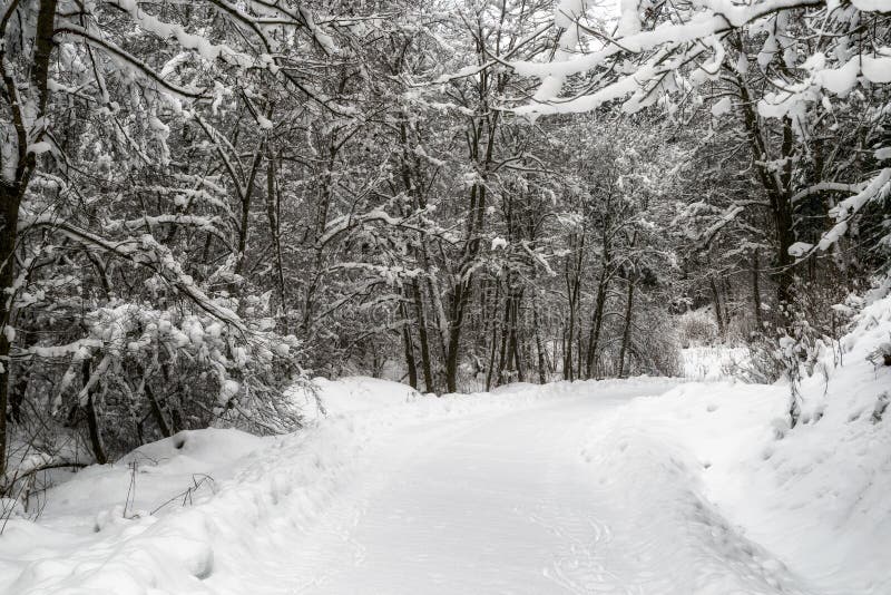 Snowy Trees in Winter Forest Stock Image - Image of outdoor, snow ...