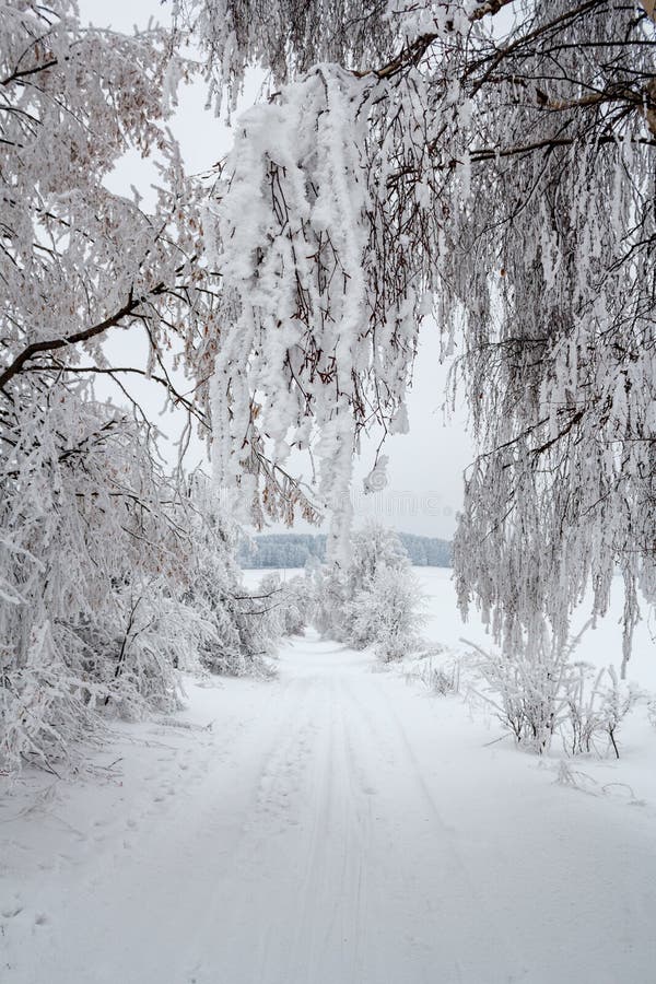 Snowy Trees in Winter Landscape and Rural Road Stock Photo - Image of ...