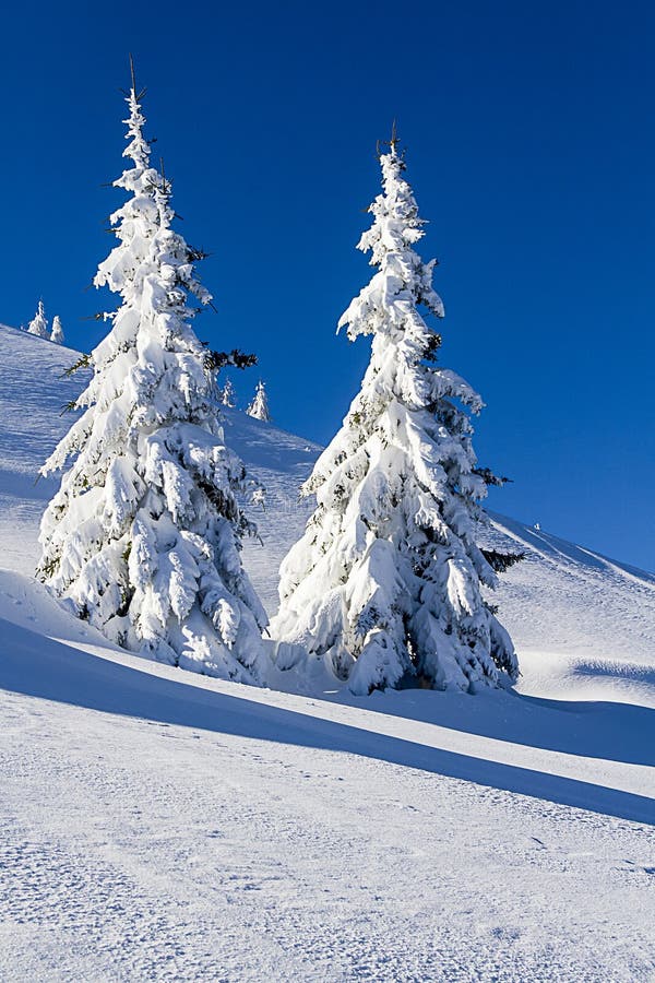 Snowy trees stock photo. Image of silence, tree, sunny - 48350682