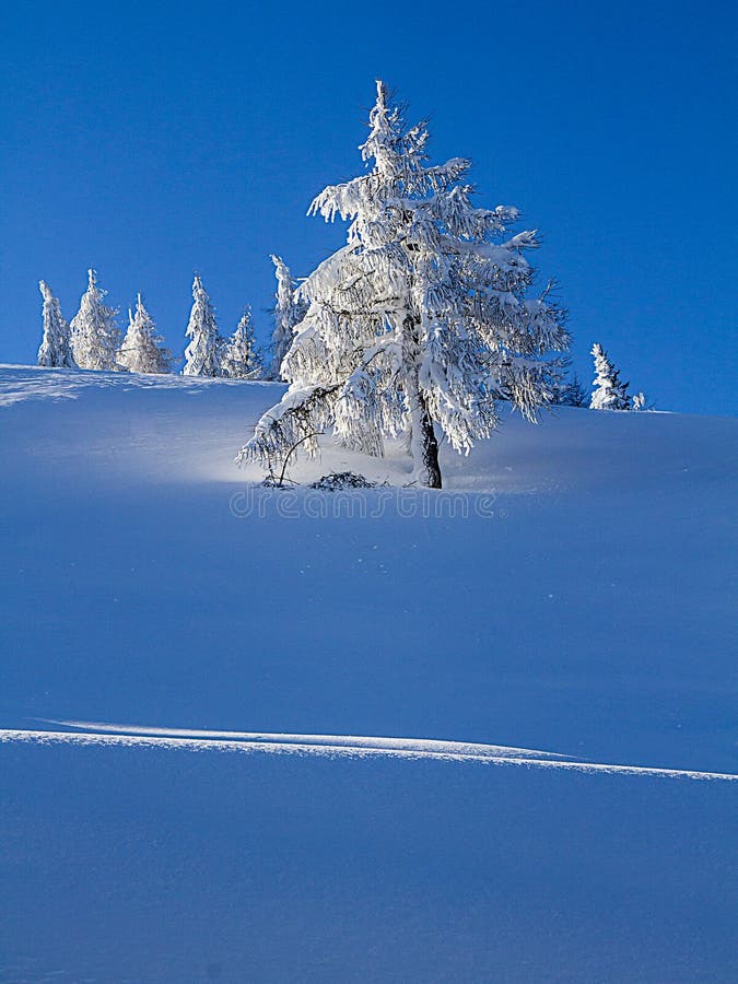 Snowy trees stock image. Image of freeze, cold, shadow - 48350749