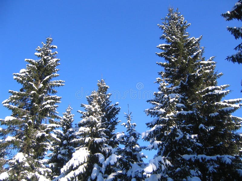 Snowy treetops stock photo. Image of blue, tops, trees - 546132