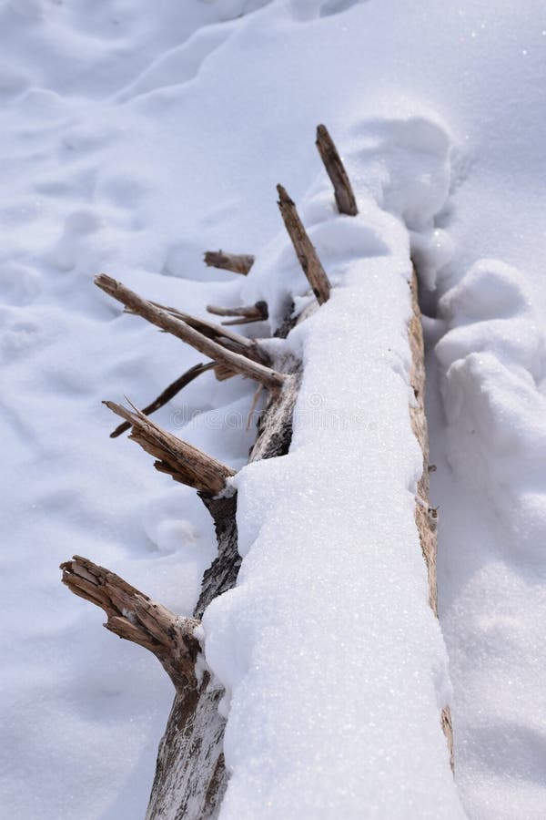 Snowy trunk stock photo. Image of trunk, tree, snowy - 111305980