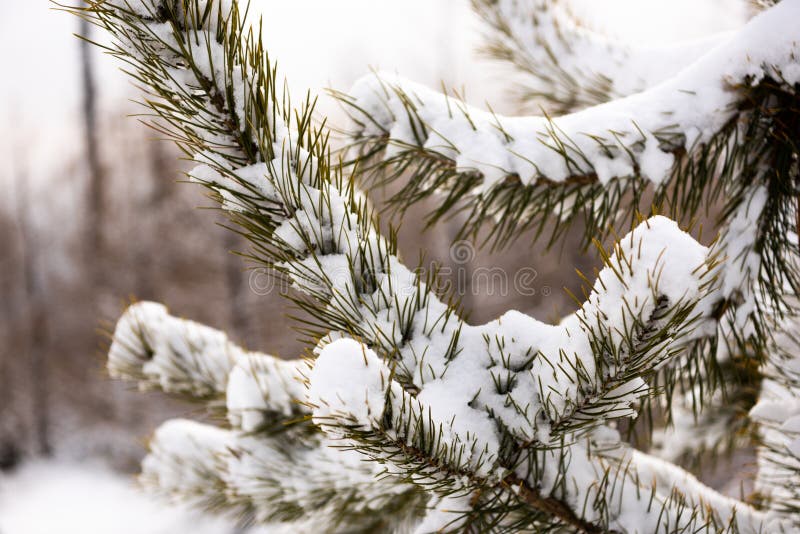 Snowy Twig in Winter in Detail Stock Image - Image of natural, nature ...