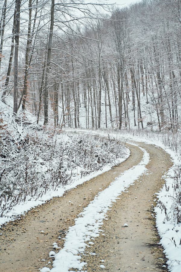 Snowy Unpaved Forest Road in Winter Stock Photo - Image of snowy ...