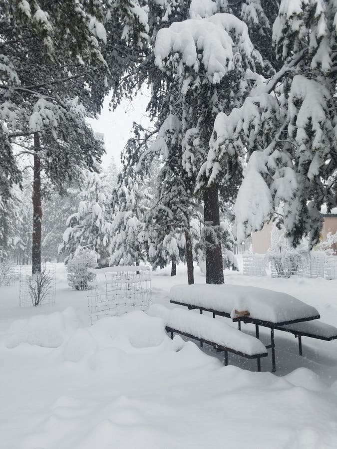 Snowy View through the Trees Stock Image - Image of cold, view: 164477515