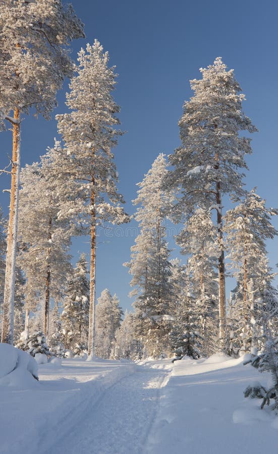 Snowy Walkway between Trees Stock Photo - Image of forest, trees: 23441502