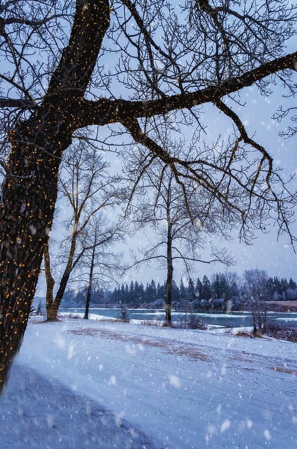 Snowfall in a Winter Calgary Park Stock Photo - Image of pathway, river ...