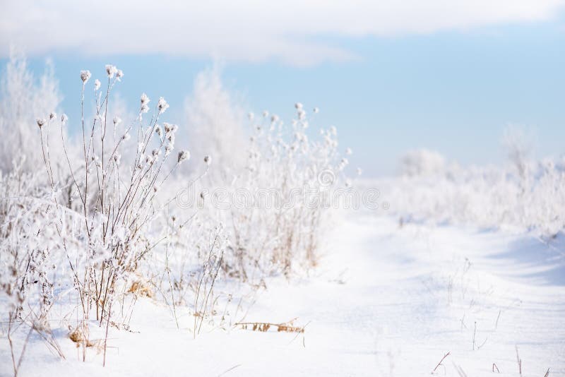 Snowy Way and Plants, Nature in Winter Stock Image - Image of snow ...
