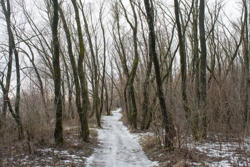Snowy Way between Trees in the Dark Winter Forest Stock Image - Image ...