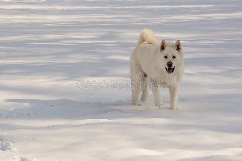 Snowy White Akita stock image. Image of akita, spitz - 57740931