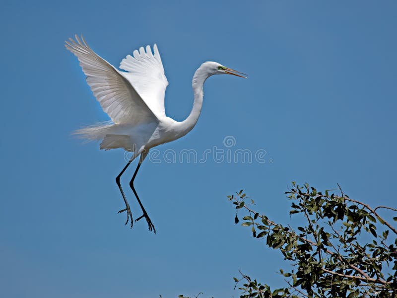 Flying Snowy Egret Flies Over Pond at Venice Rookery Stock Photo ...