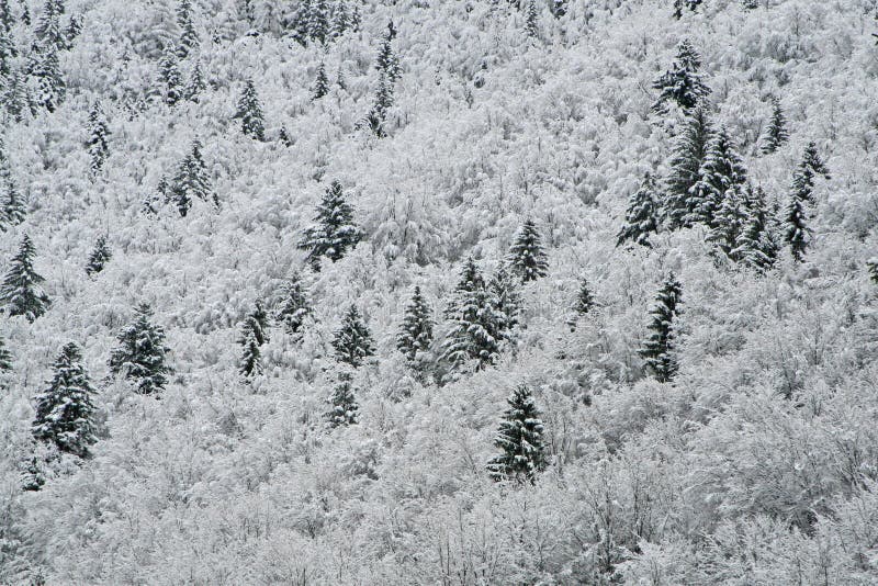 Snowy White Trees in the Mountains Stock Photo - Image of mountain ...