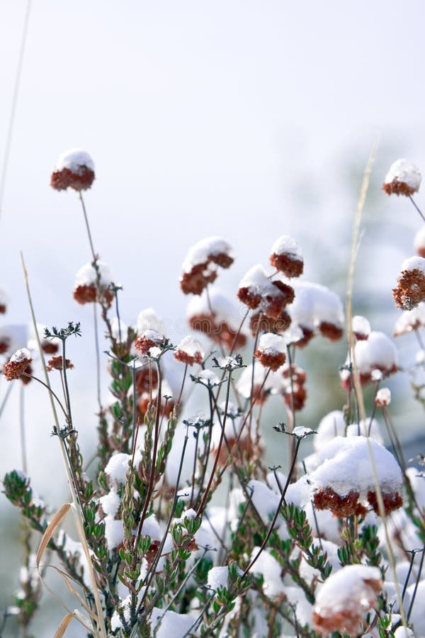 Snowy Wildflowers stock image. Image of floral, rural - 7574673