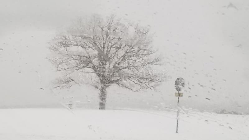 Snowy wind blown stock photo. Image of windy, snowy - 134119746