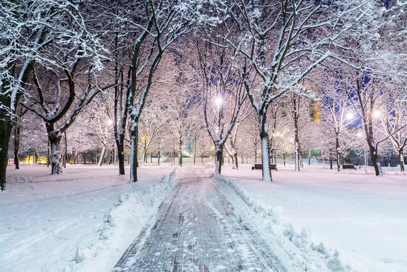 Snowy Winter Alley in the Park Stock Image - Image of beautiful ...