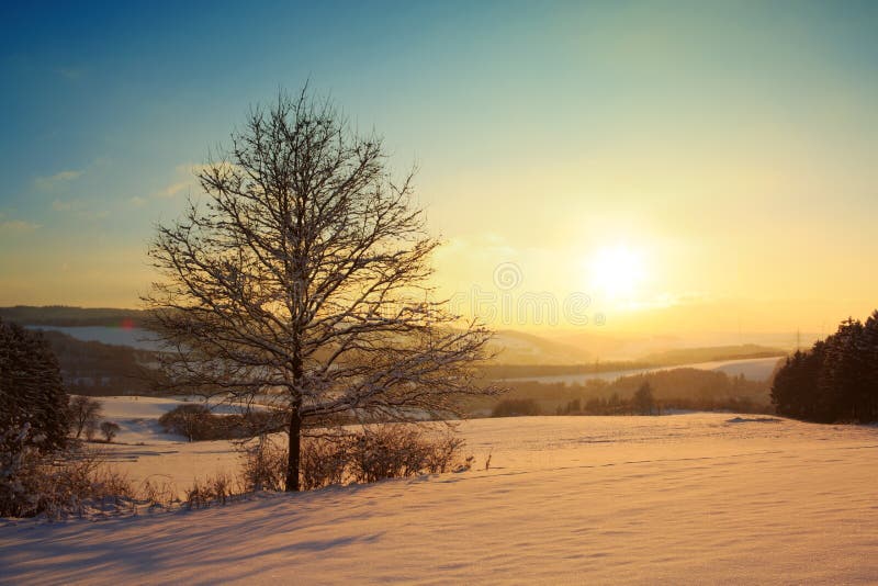 Winter Sunset Landscape with Tree. Stock Photo - Image of tree, snowy ...