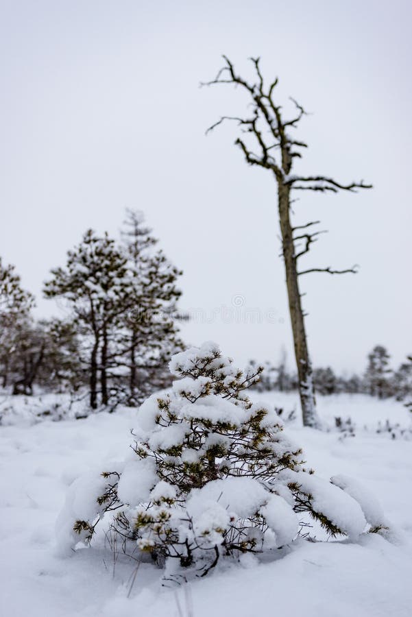 Snowy Winter Day at Swamp. Small Swamp Trees. Stock Image - Image of ...