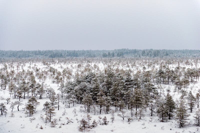 Snowy Winter Day at Swamp. Small Swamp Trees. Stock Image - Image of ...