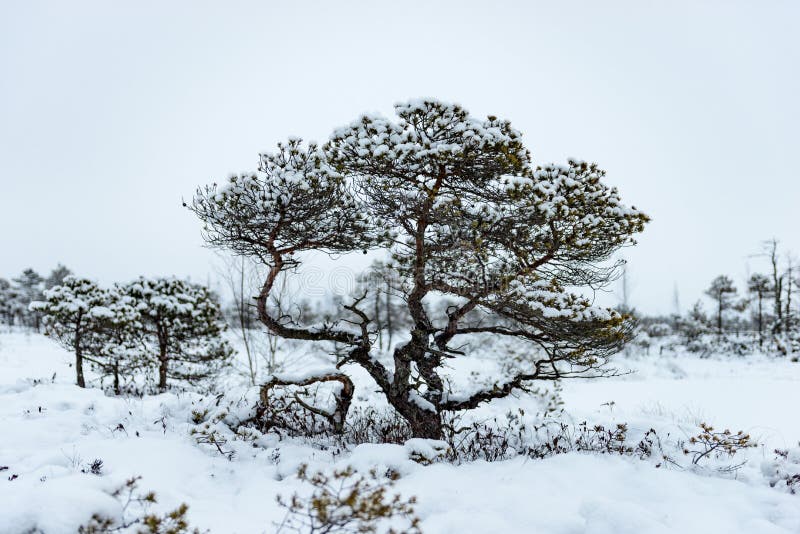 Snowy Winter Day at Swamp. Small Swamp Trees. Stock Image - Image of ...