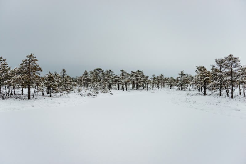 Snowy Winter Day at Swamp. Small Swamp Trees. Stock Photo - Image of ...