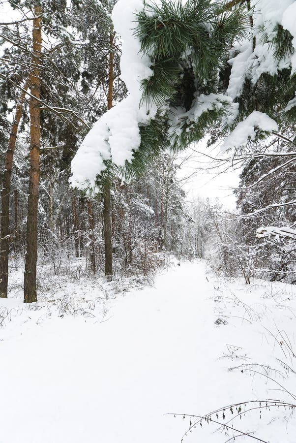 Wintry forest stock image. Image of winter, wintertime - 12484553