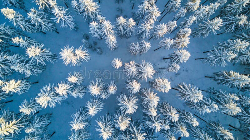 Snowy Winter Forest with a Bird`s Eye View Stock Photo - Image of pine ...