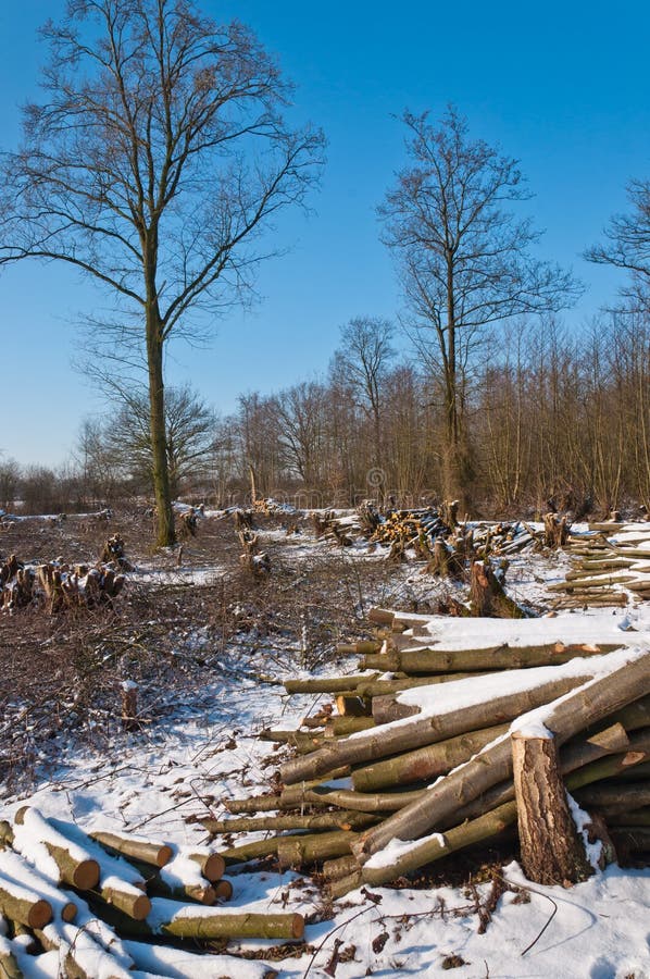 Snowy Winter Forest after Clearcutting Stock Photo - Image of brown ...