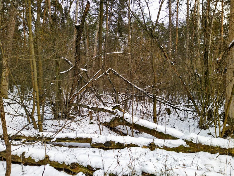 Snowy Winter Forest in Cloudy Day Stock Photo - Image of january, snow ...