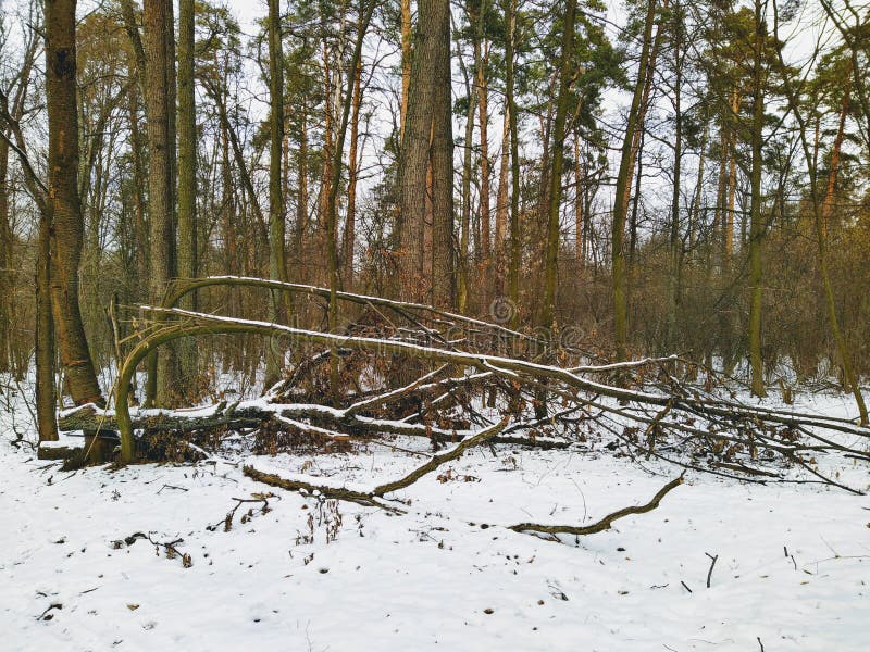 Snowy Winter Forest in Cloudy Day Stock Image - Image of calancha ...