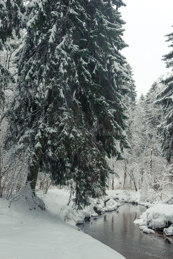 Snowy Winter Forest and Flowing River. Scenic Landscape on a Winter Day ...