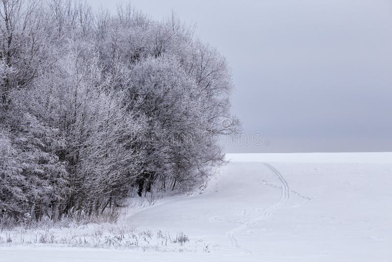 Snowy Winter Forest in January Stock Photo - Image of europe, cold ...