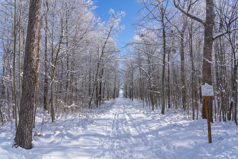 Snowy Winter Forest in Jena, Thuringia, Germany Stock Photo - Image of ...