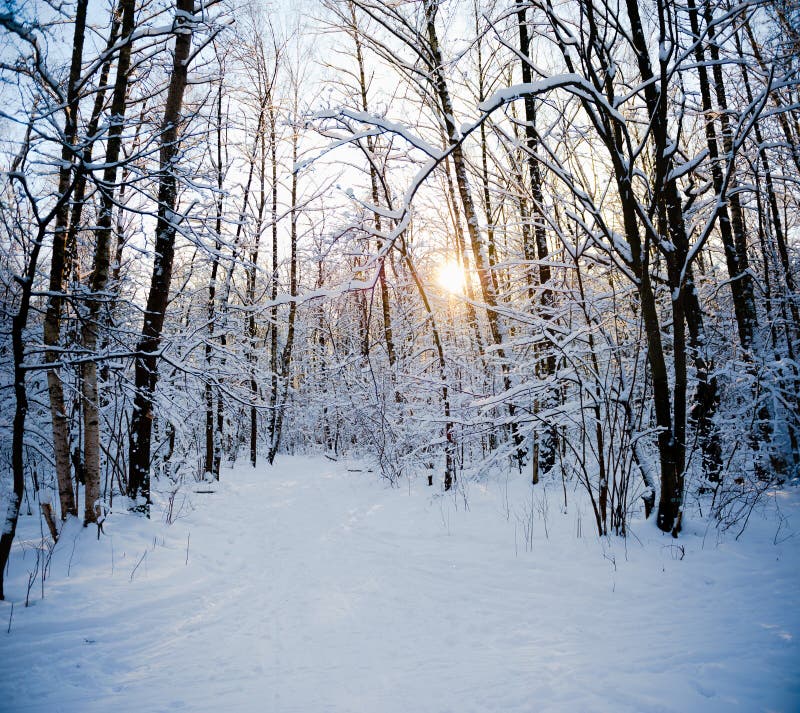 Birch Forest with Covered Snow Branches Stock Image - Image of white ...