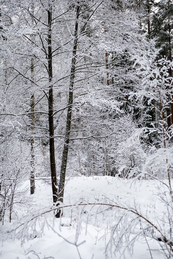 Snowy Winter Forest in Mist Stock Photo - Image of lifestyle, landscape ...