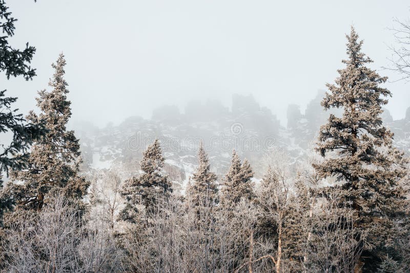 Snowy Winter Forest in the Morning at Dawn Stock Photo - Image of snow ...