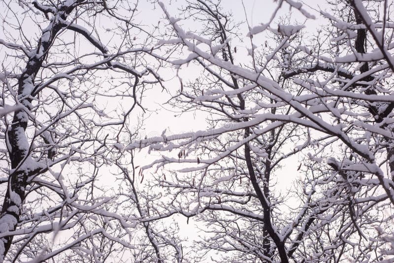 Snowy Winter Forest with Oak Tree Pillars Stock Image - Image of white ...