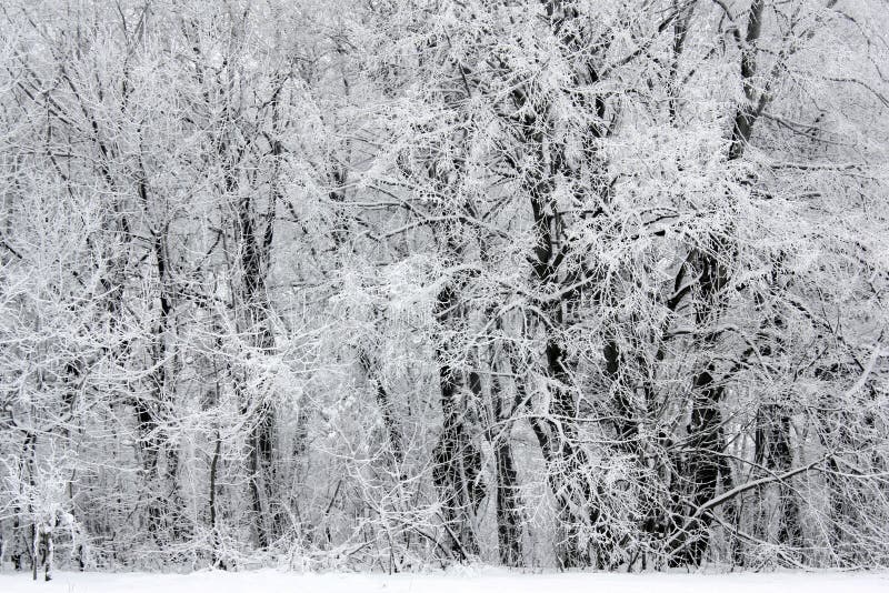 Snowy winter forest scene stock photo. Image of tree - 17514580