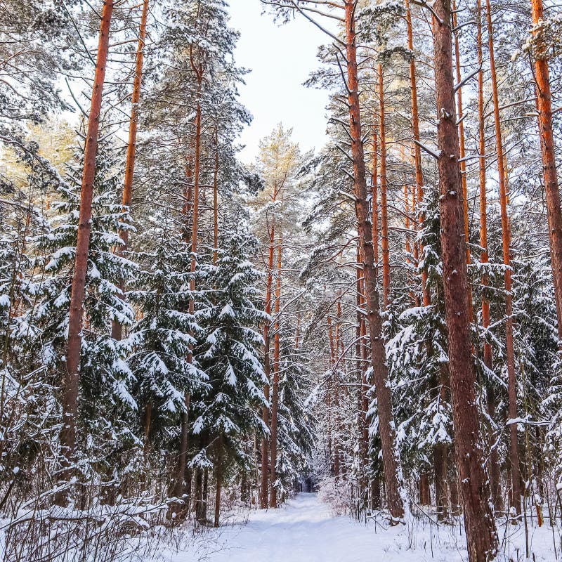 Snowy Winter Forest in a Sunny Day. White Snow Path and Snow-covered ...