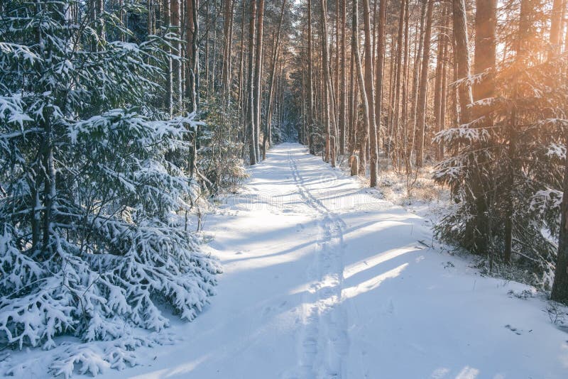 Snowy Winter Forest at Sunset Path in Sunlight Stock Photo - Image of ...
